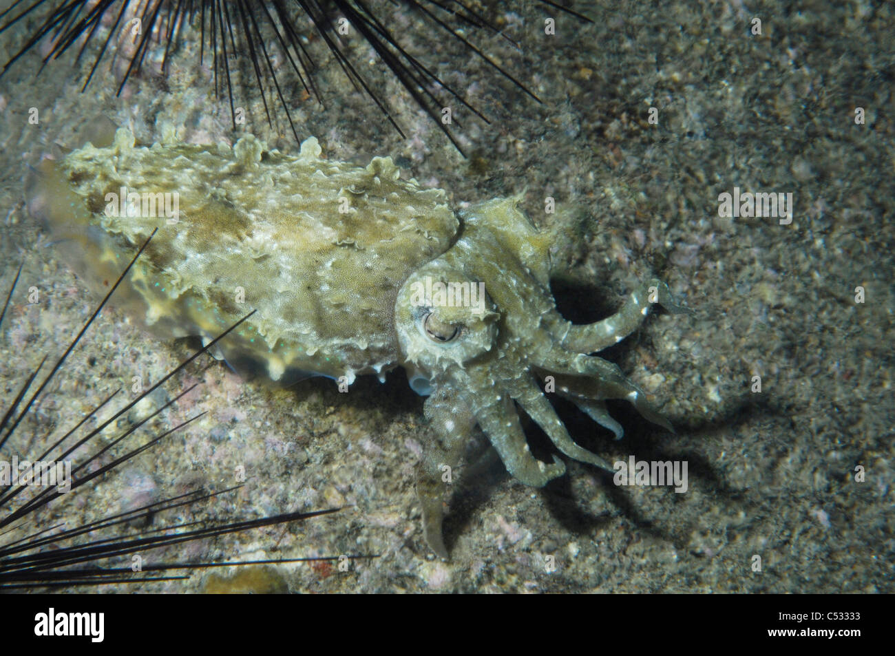 Reef cuttlefish hi-res stock photography and images - Alamy