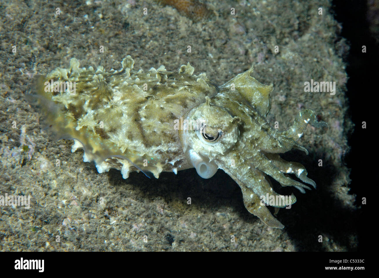 A Reef Cuttlefish with arms extended on a reef in Indonesia Stock Photo ...
