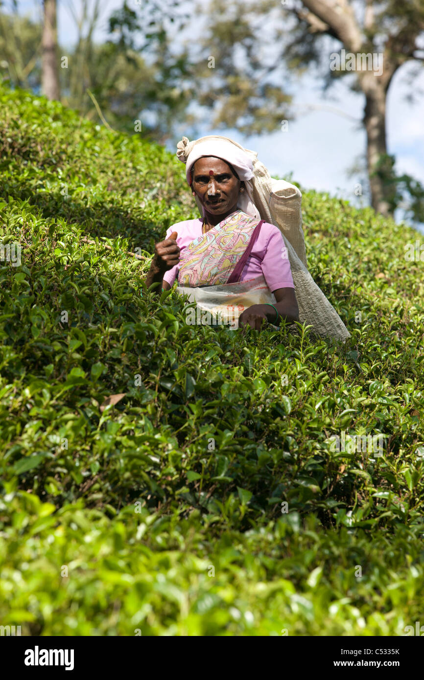 Tamil woman tea picker. Nuwara Eliya. Sri Lanka Stock Photo - Alamy