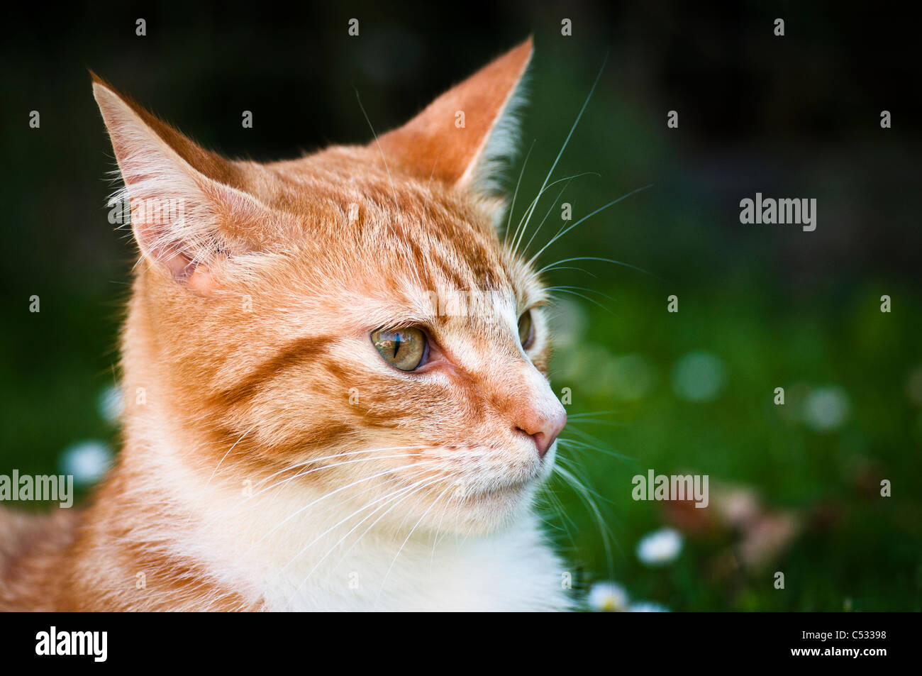 Ginger tabby Cat with an Alert Surprised Expression Stock Photo - Alamy