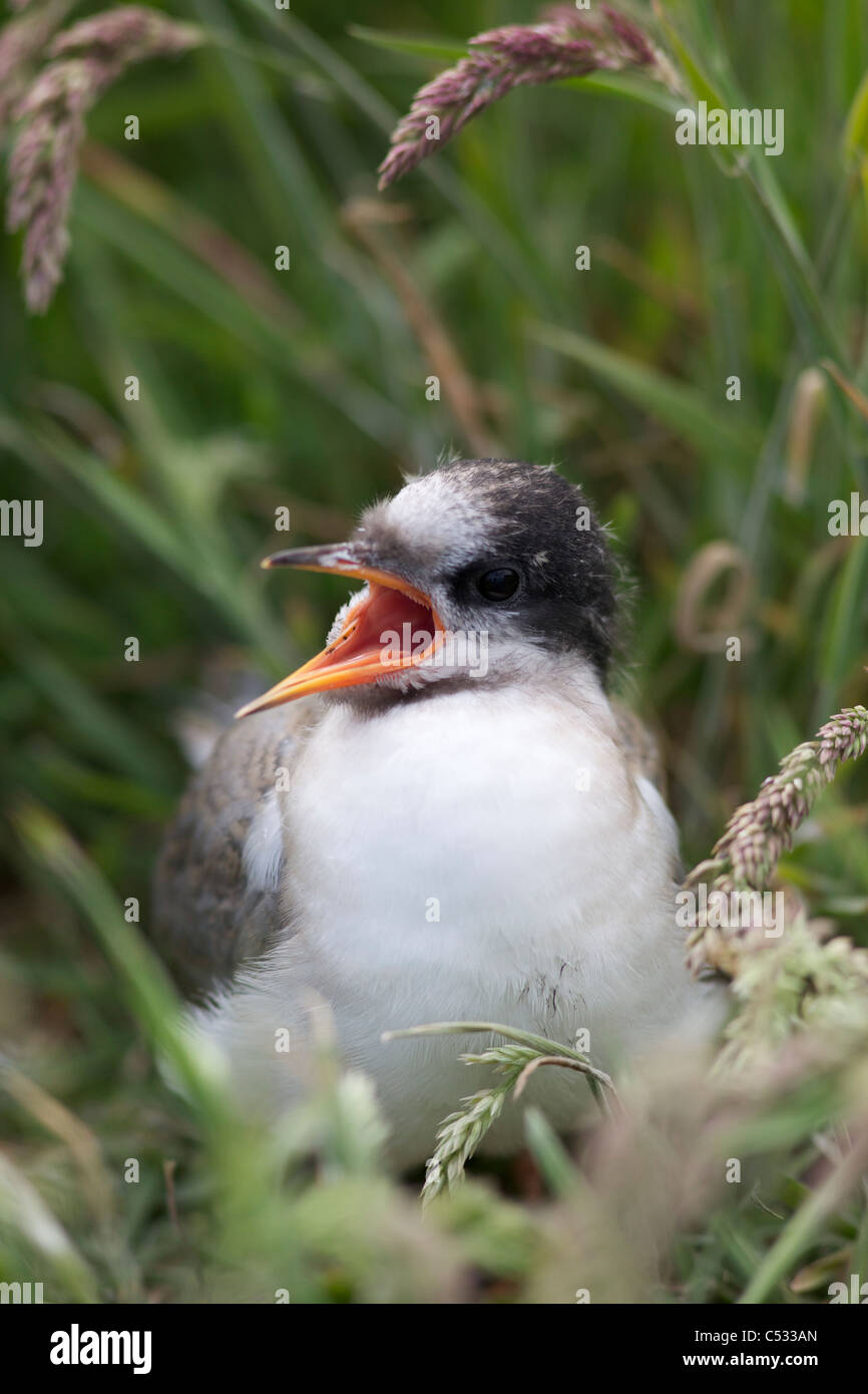 Arctic turn bird hi-res stock photography and images - Alamy