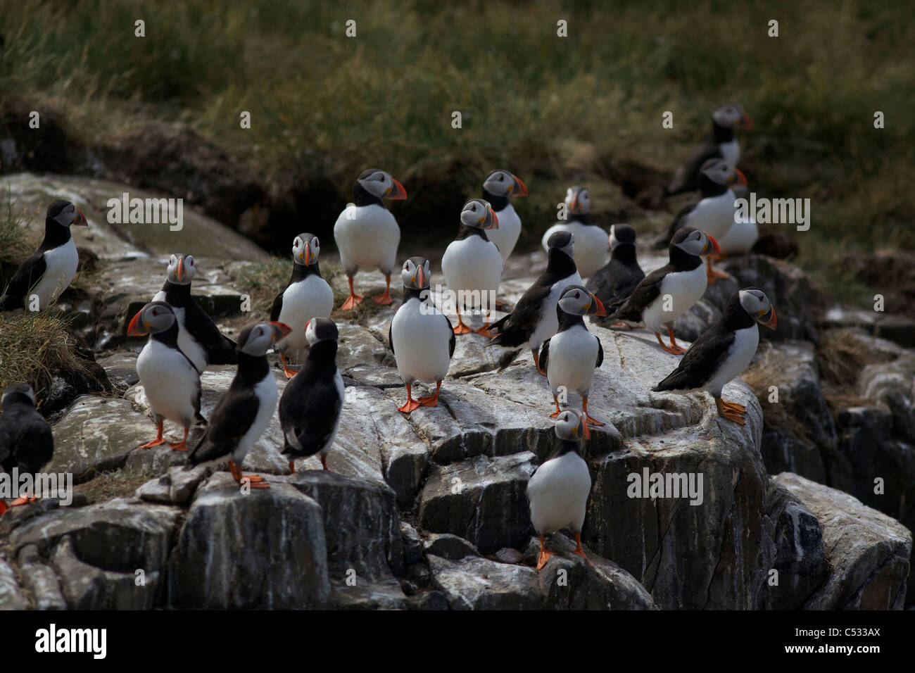 Puffins of a cliff Stock Photo - Alamy