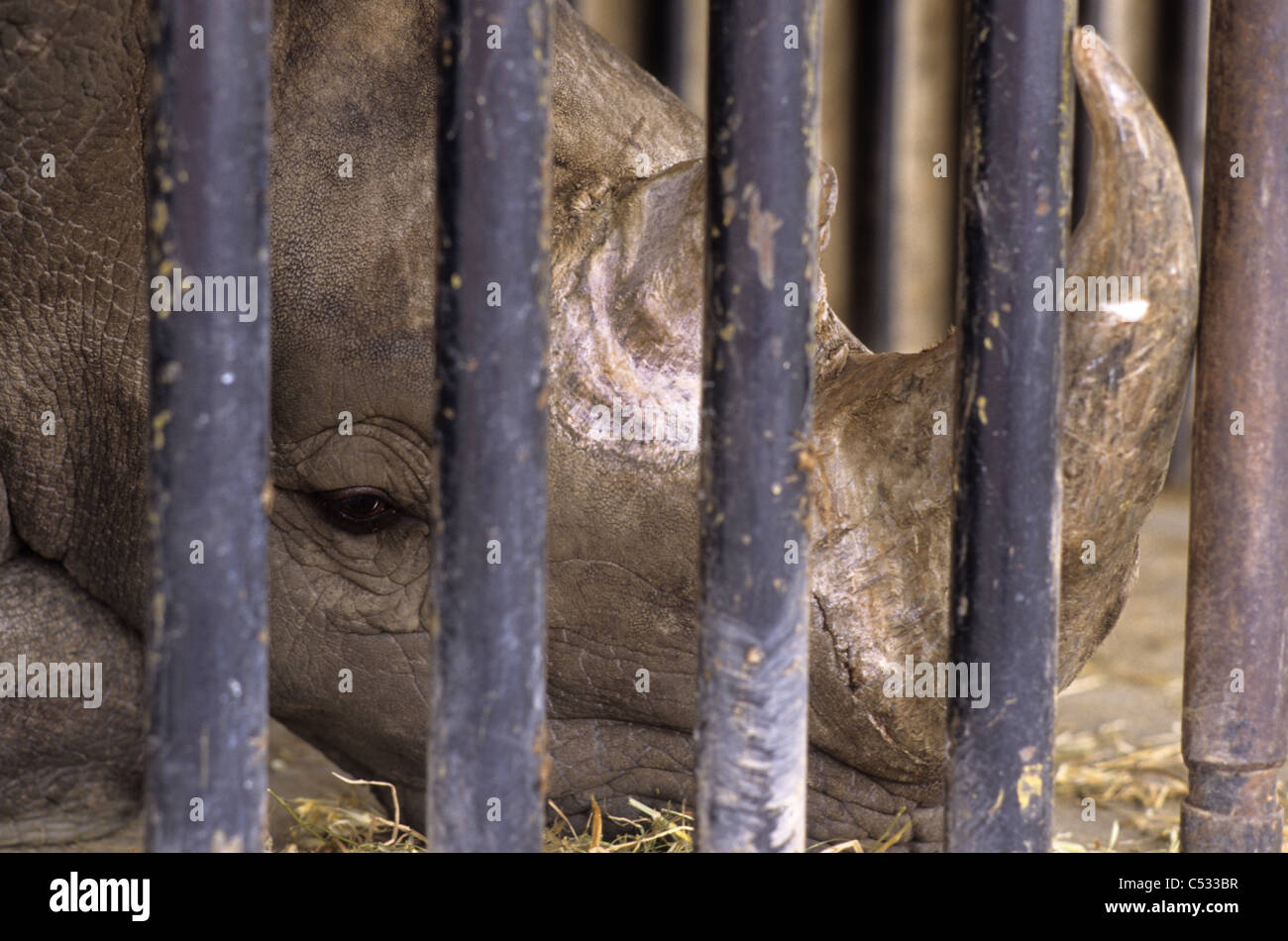 Performing animals in a traveling circus- rhinoceros in a cage Stock ...
