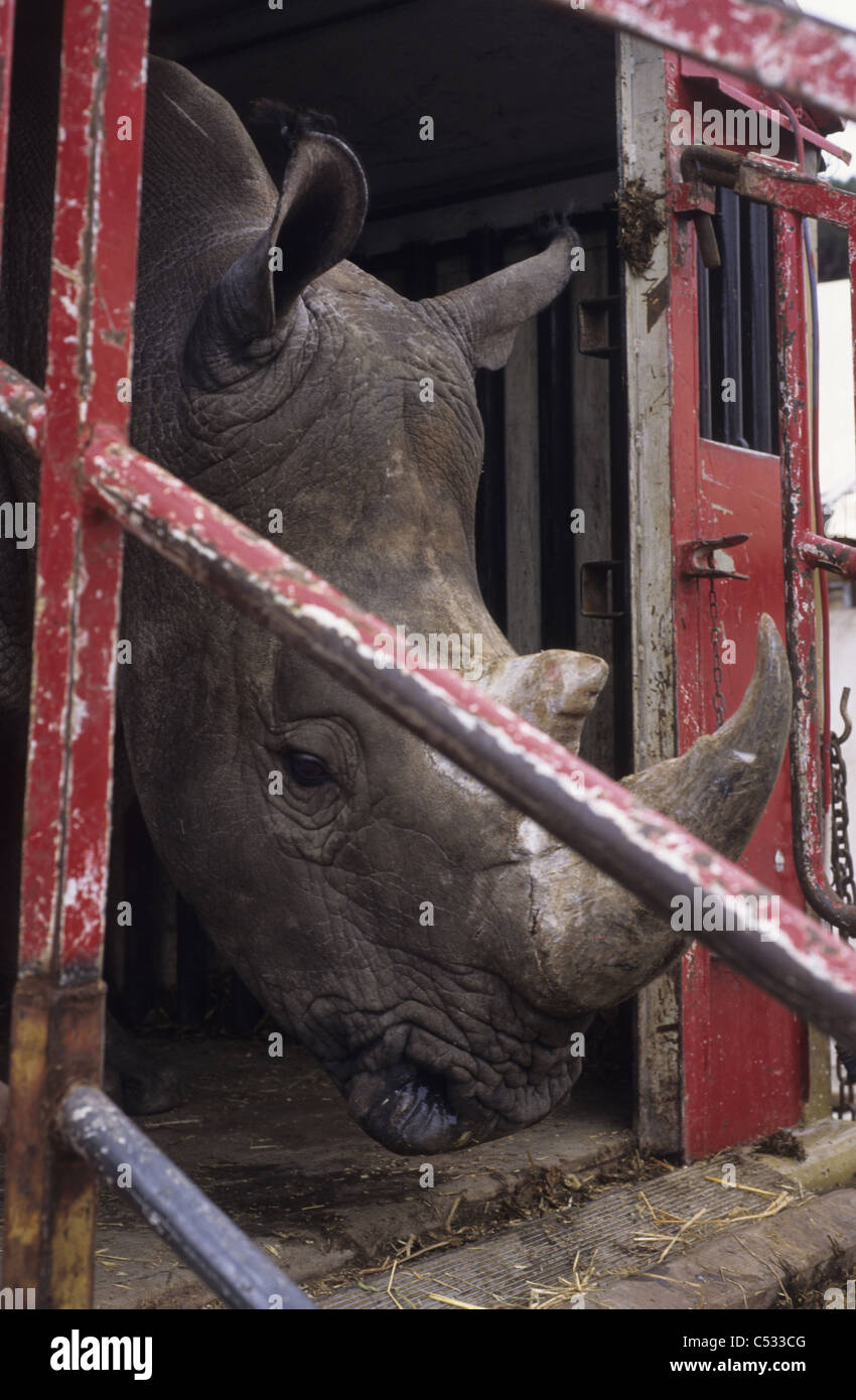 Performing animals in traveling circus hi-res stock photography and ...