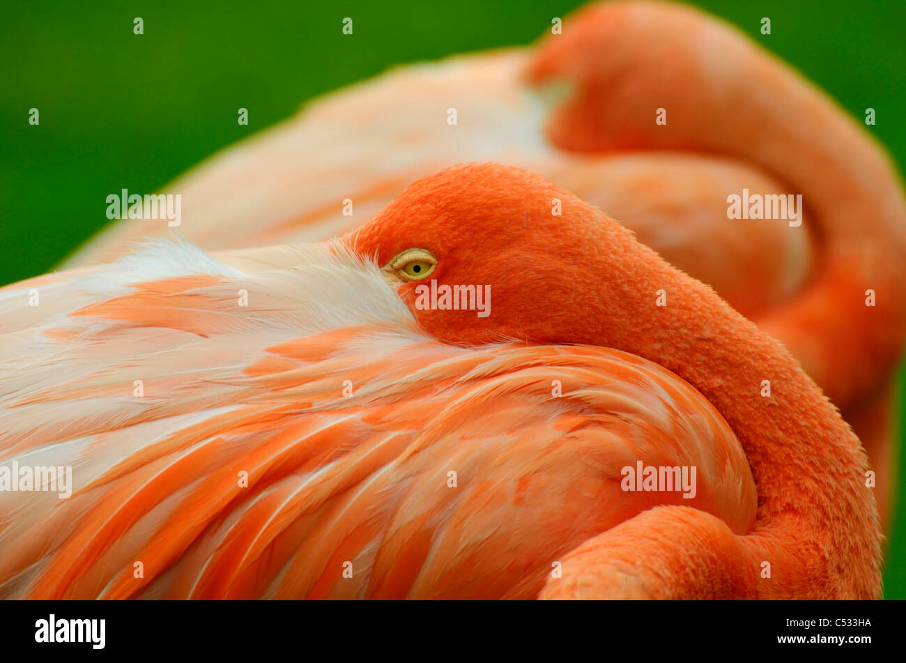Flamingo sleeping hi-res stock photography and images - Alamy