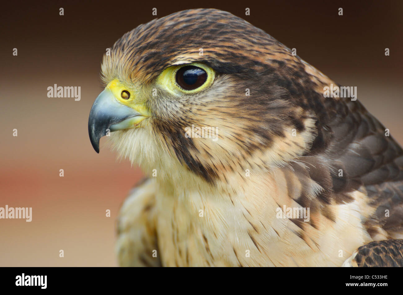 American kestrel hi-res stock photography and images - Alamy