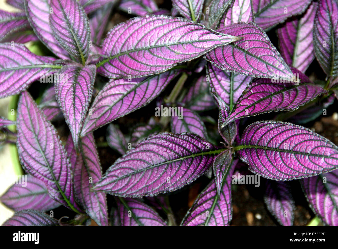 purple peruvian shield, purple plant, purple plant leaves, bold color ...