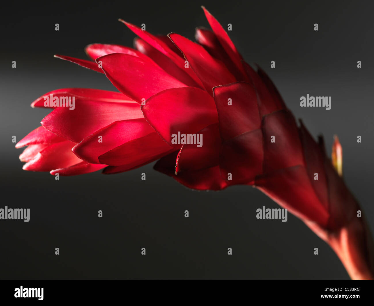 Red ginger hi-res stock photography and images - Alamy