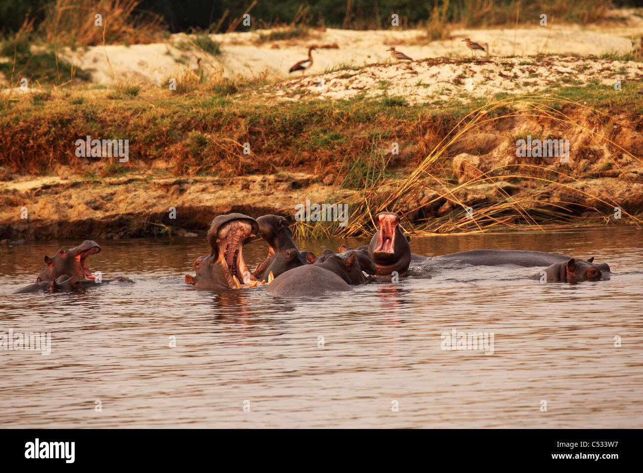 Bloat of hippos hi-res stock photography and images - Alamy