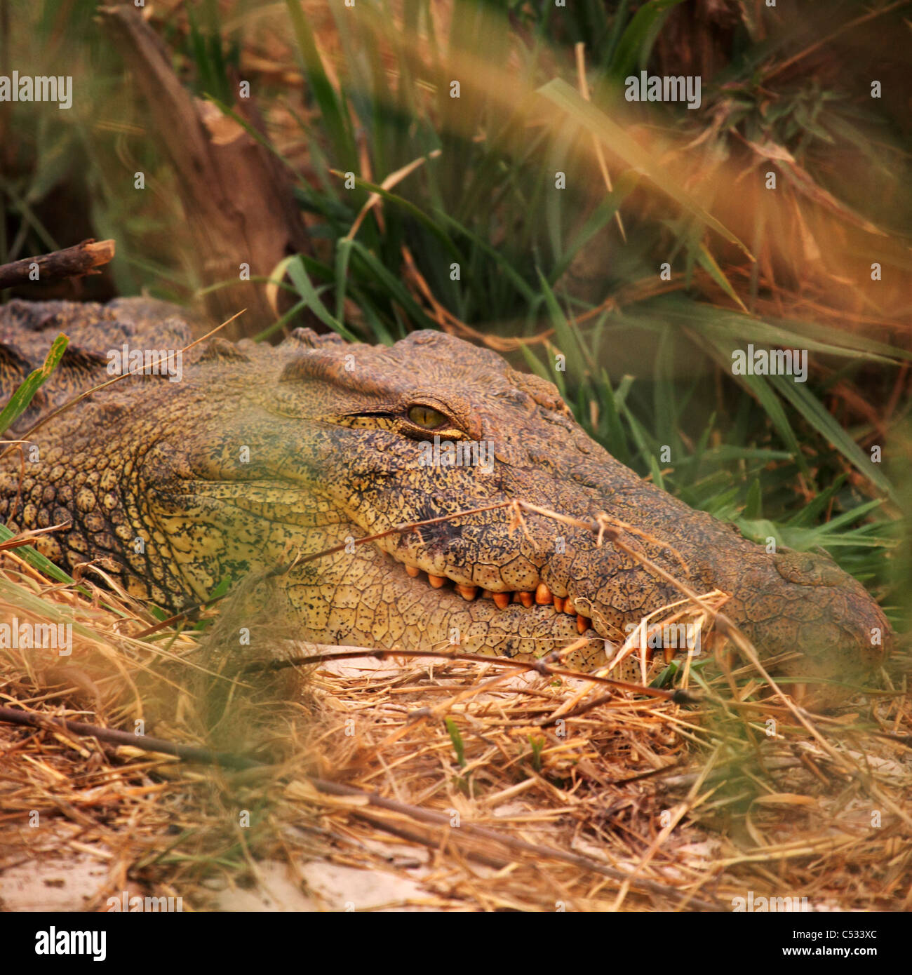 A crocodile sits by the bank of the Zambezi river in southern Africa ...