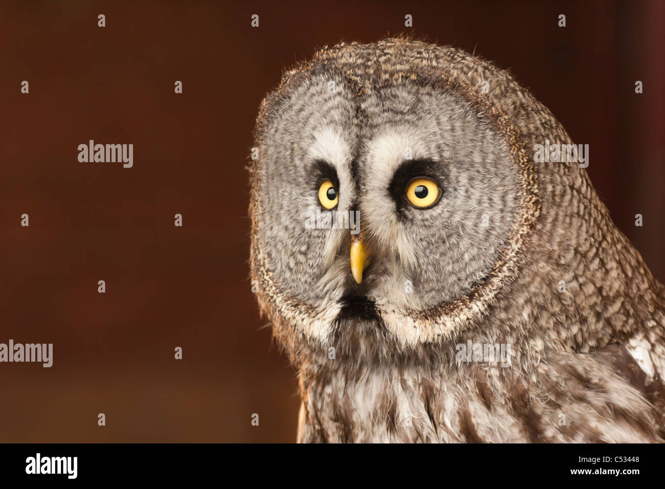 Flying great grey owl hi-res stock photography and images - Alamy