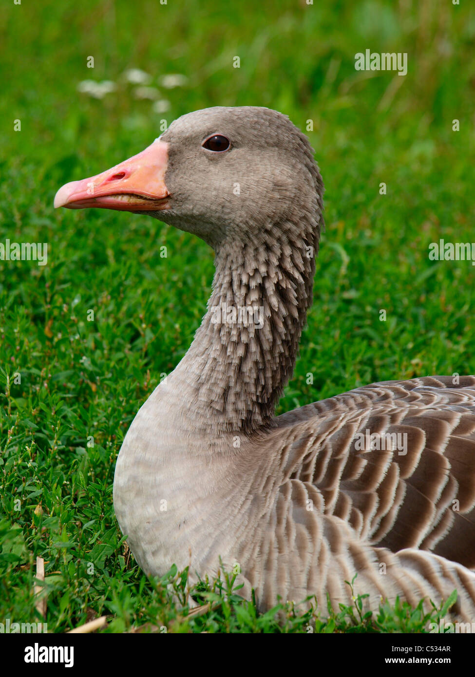 Grey goose is sitting in grass on meadow Stock Photo - Alamy