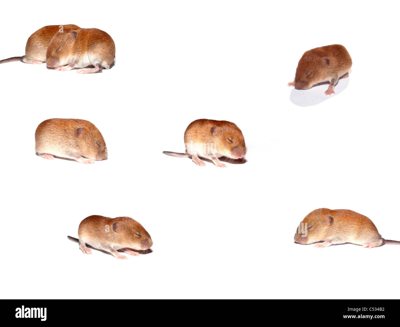 Grey brown vole hi-res stock photography and images - Alamy