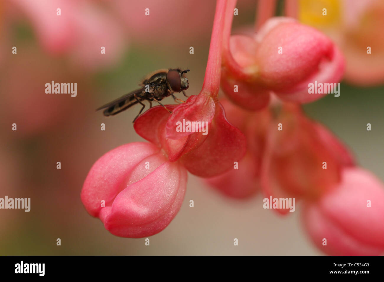 Sun Fly or Drone Fly (Heliophilus pendulous) sitting on a Fushia ...