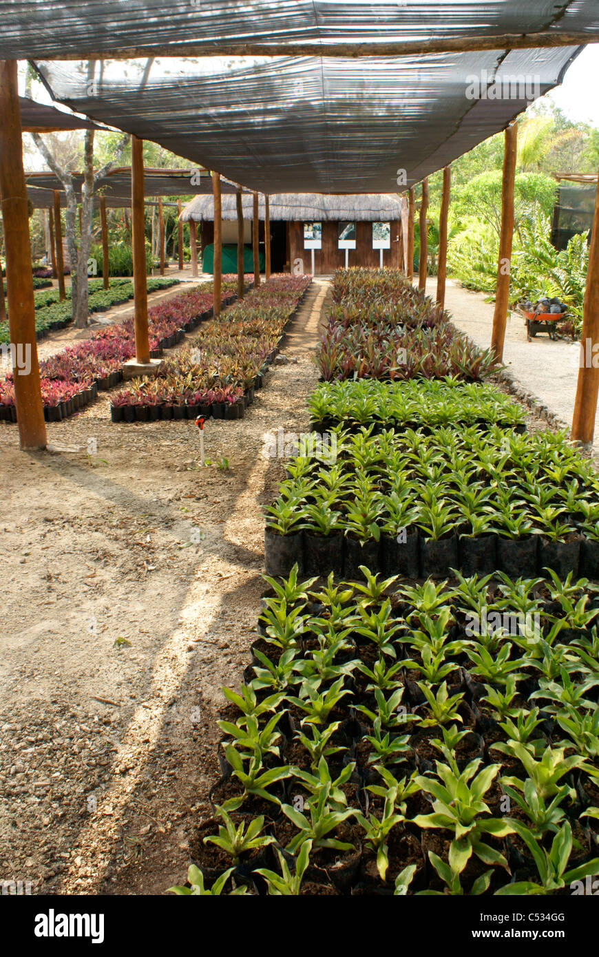 Palm tree and red mangrove seedlings at a plant nursery, Hacienda Tres ...
