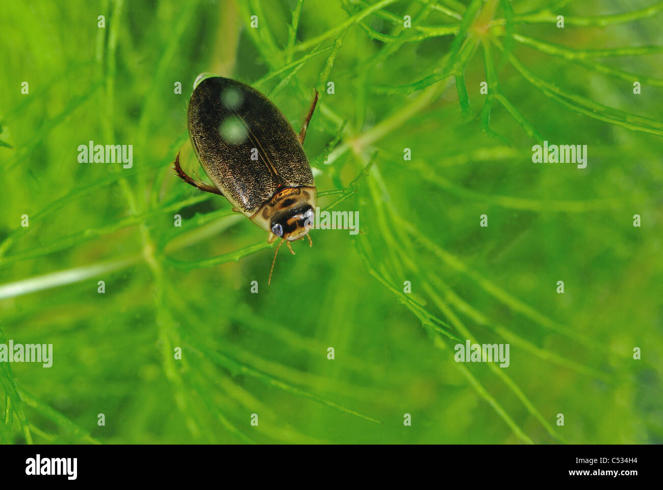 Predaceous Diving Beetle Bubble