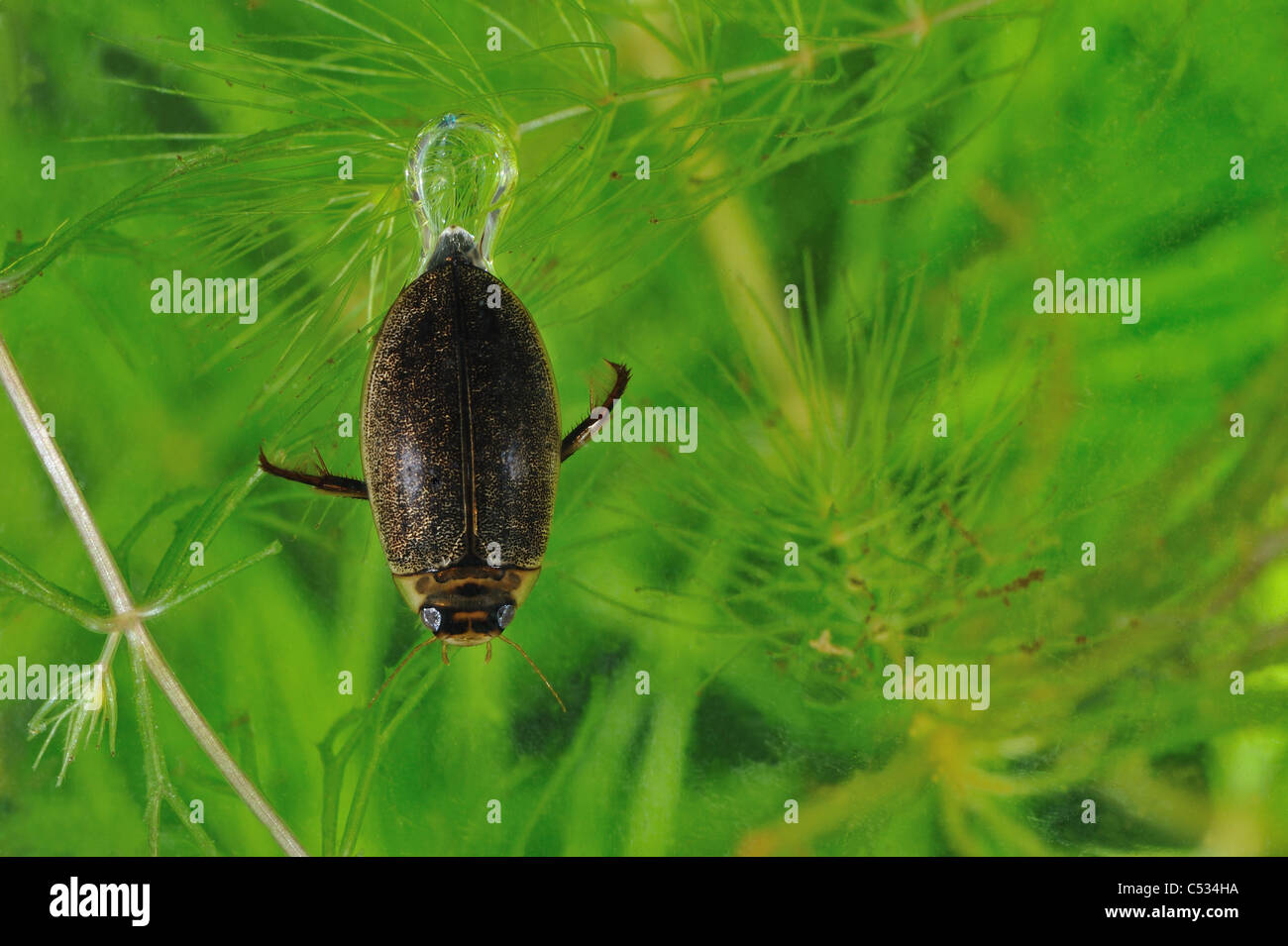 Predaceous Diving Beetle Bubble
