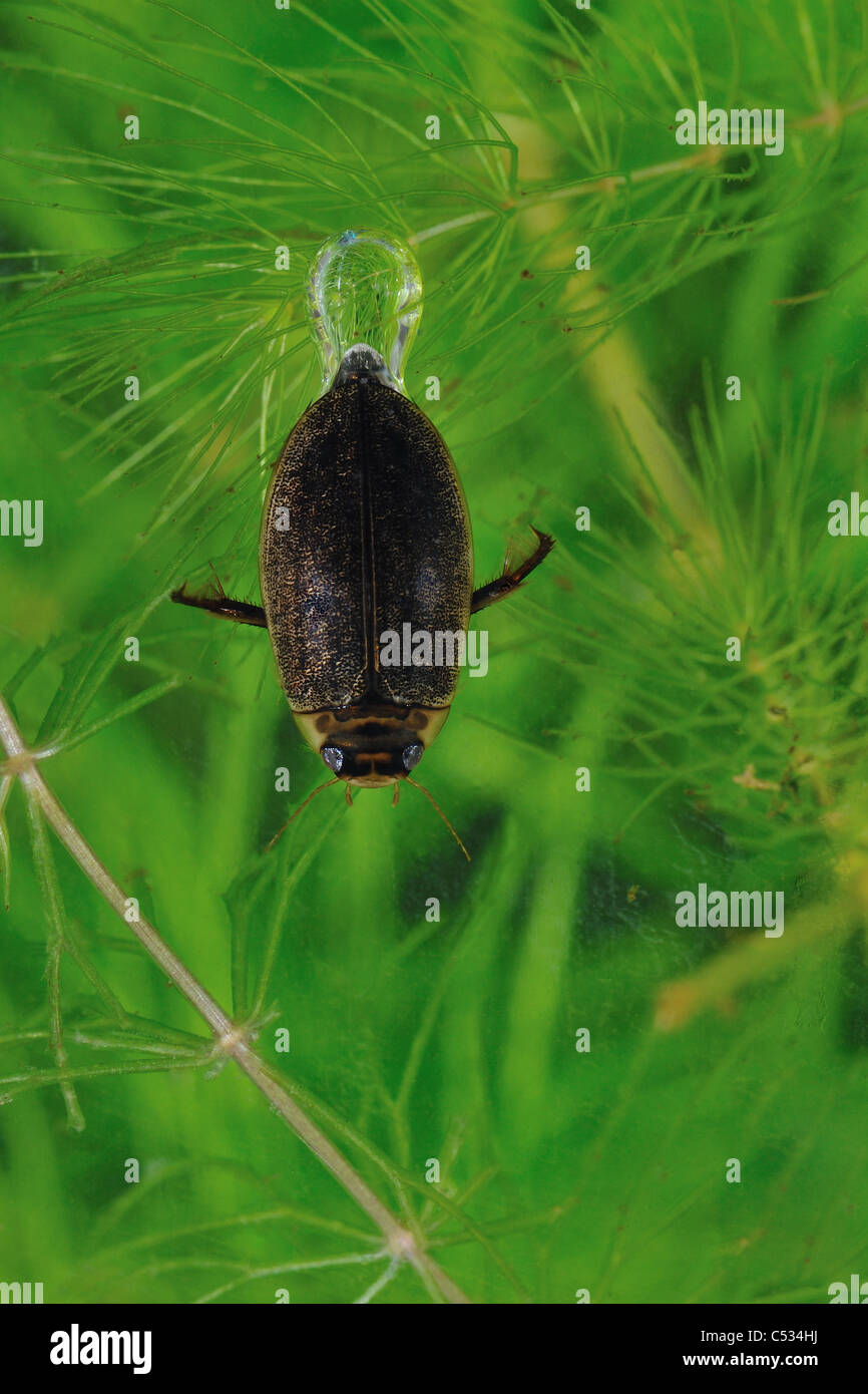 Diving beetle (Rhantus suturalis) keeping a supply of air under its ...