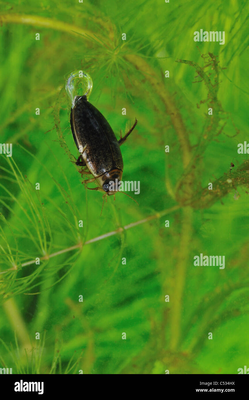 Diving beetle (Rhantus suturalis) keeping a supply of air under its ...