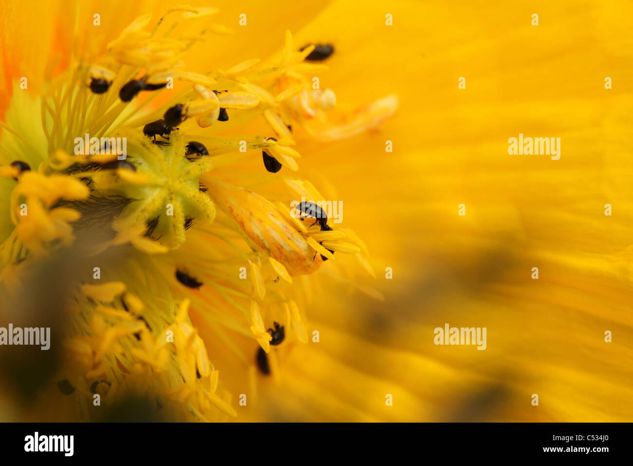 Common pollen beetles (Meligethes aeneus) on a yellow Icelandic poppy ...