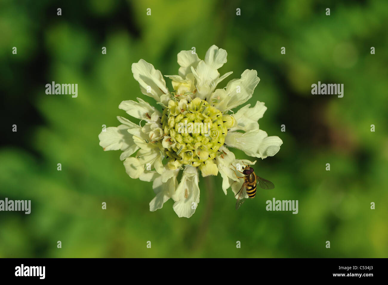 Yellow scabiose - Alpine Giant Scabiosa - Yellow Cephalaria (Cephalaria ...