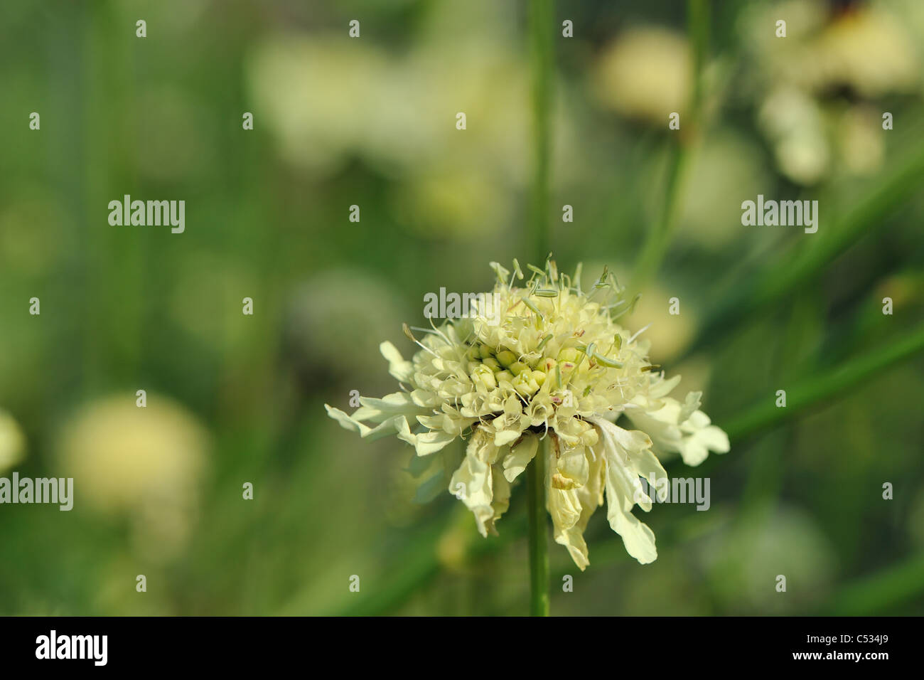 Yellow scabiose - Alpine Giant Scabiosa - Yellow Cephalaria (Cephalaria ...