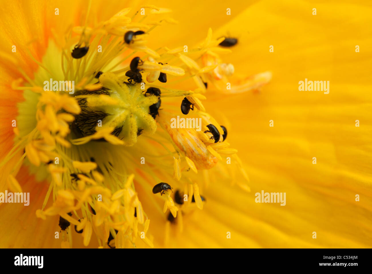 Common pollen beetles (Meligethes aeneus) on a yellow Icelandic poppy ...