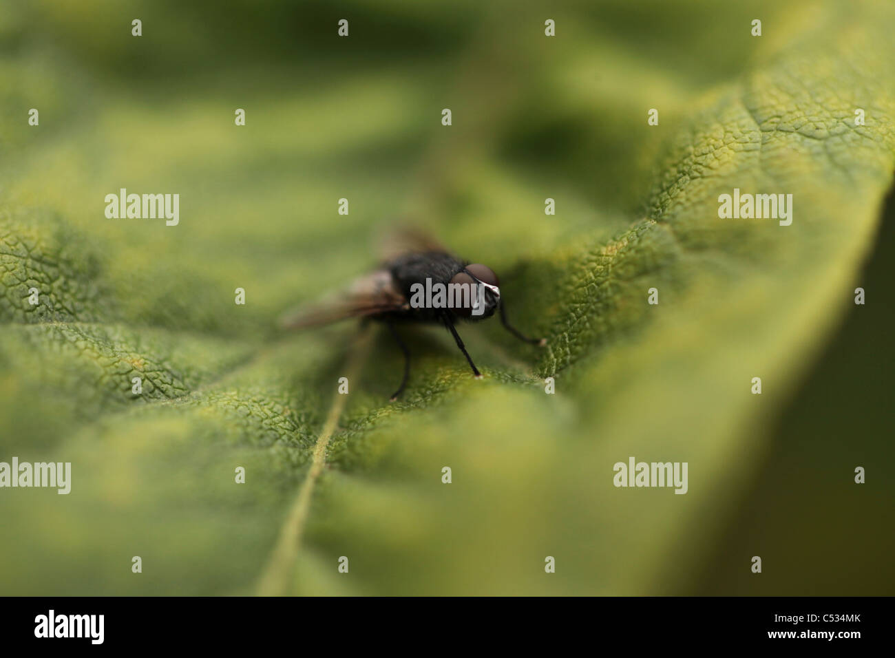 Lesser House Fly on a green textured leaf, UK Stock Photo - Alamy