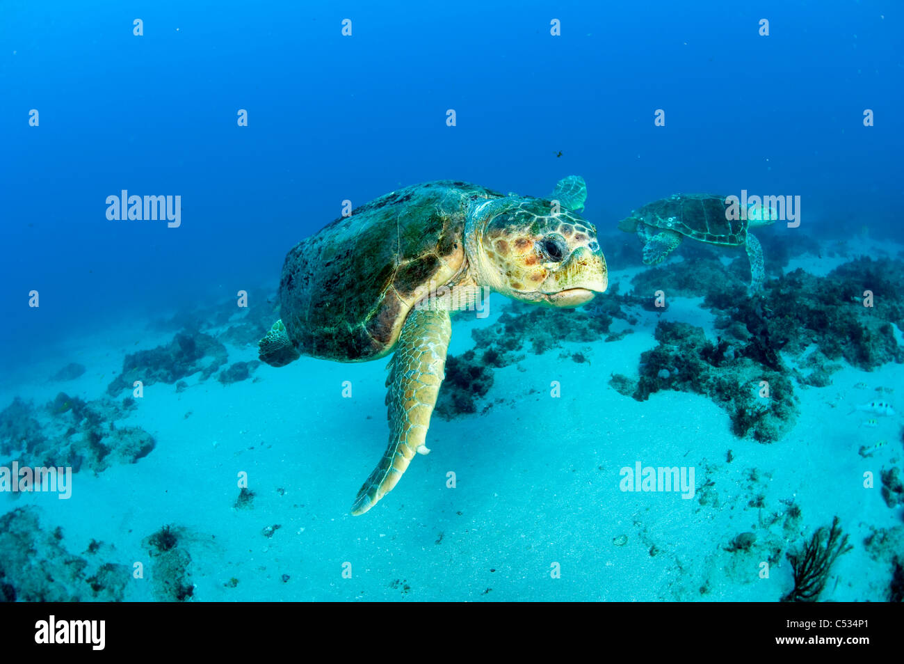 Endangered Loggerhead Sea Turtle (Caretta caretta) underwater in Palm ...