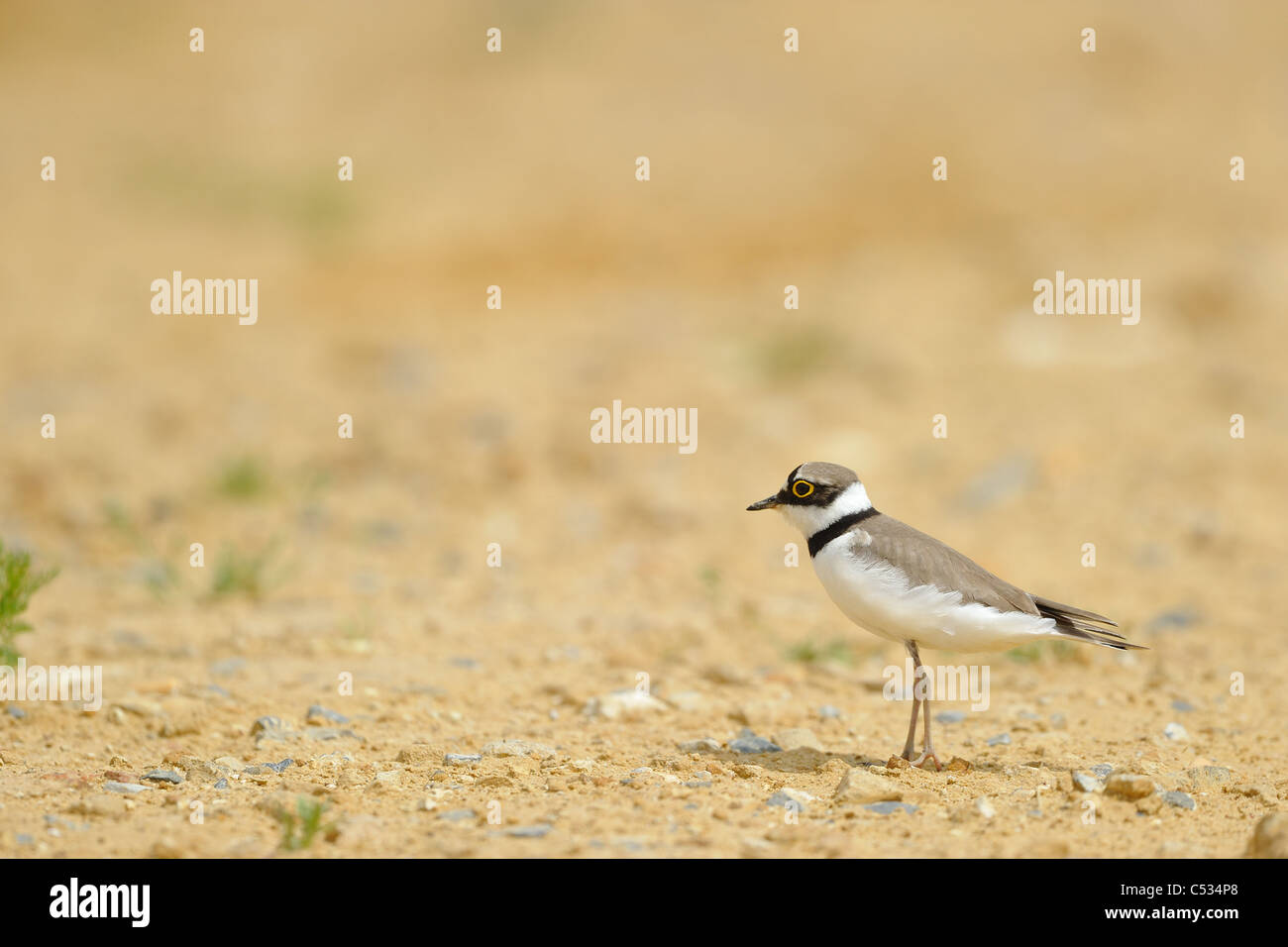 Little ringed plover - Little plover - Ring-necked plover (Charadrius ...