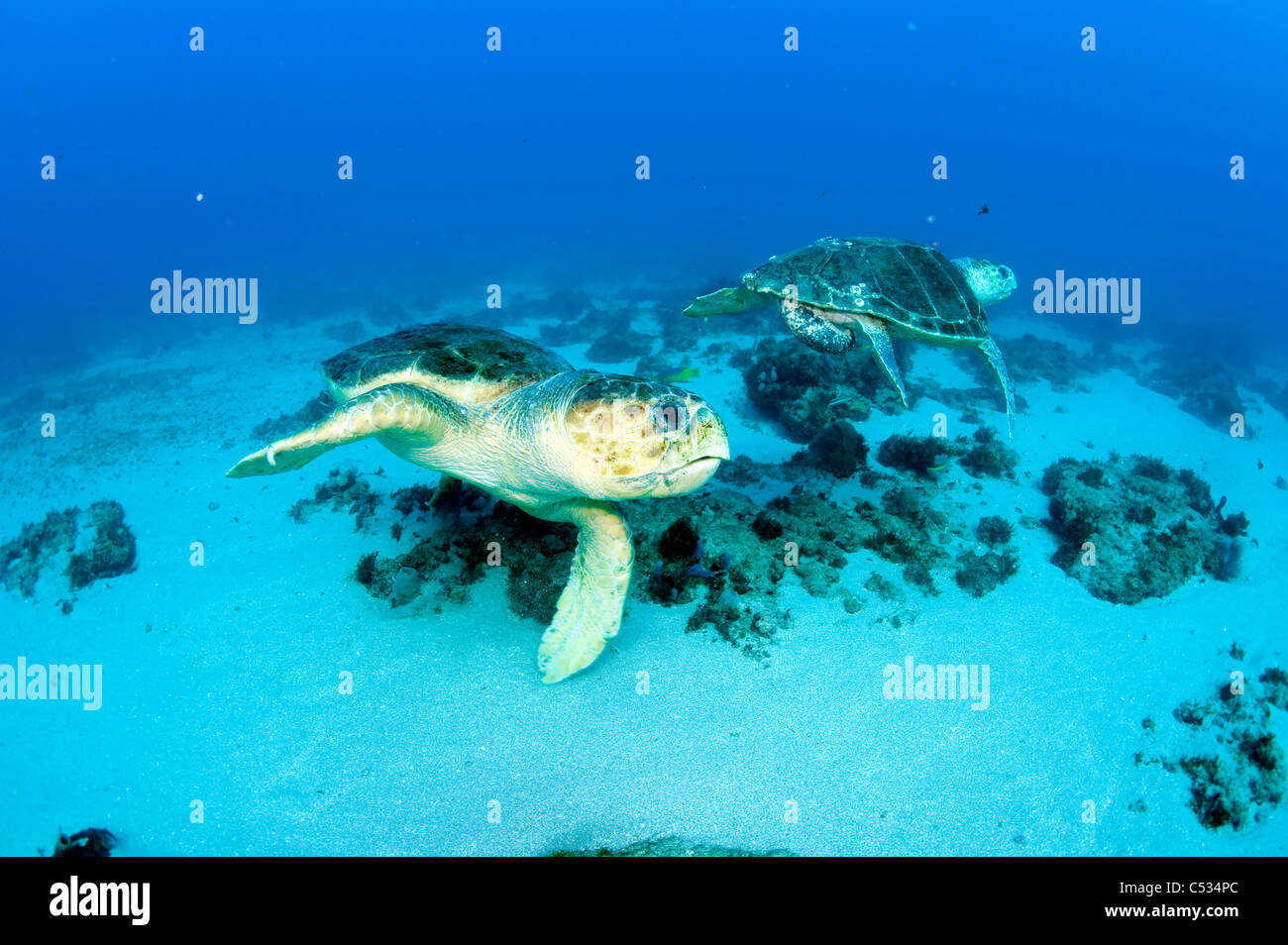 Endangered Loggerhead Sea Turtle (Caretta caretta) underwater in Palm ...
