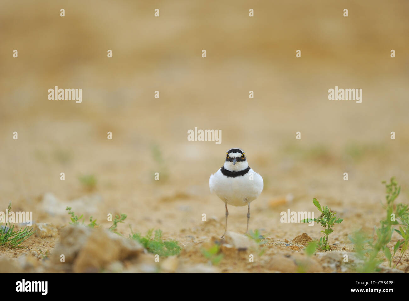 Little ringed plover - Little plover - Ring-necked plover (Charadrius ...
