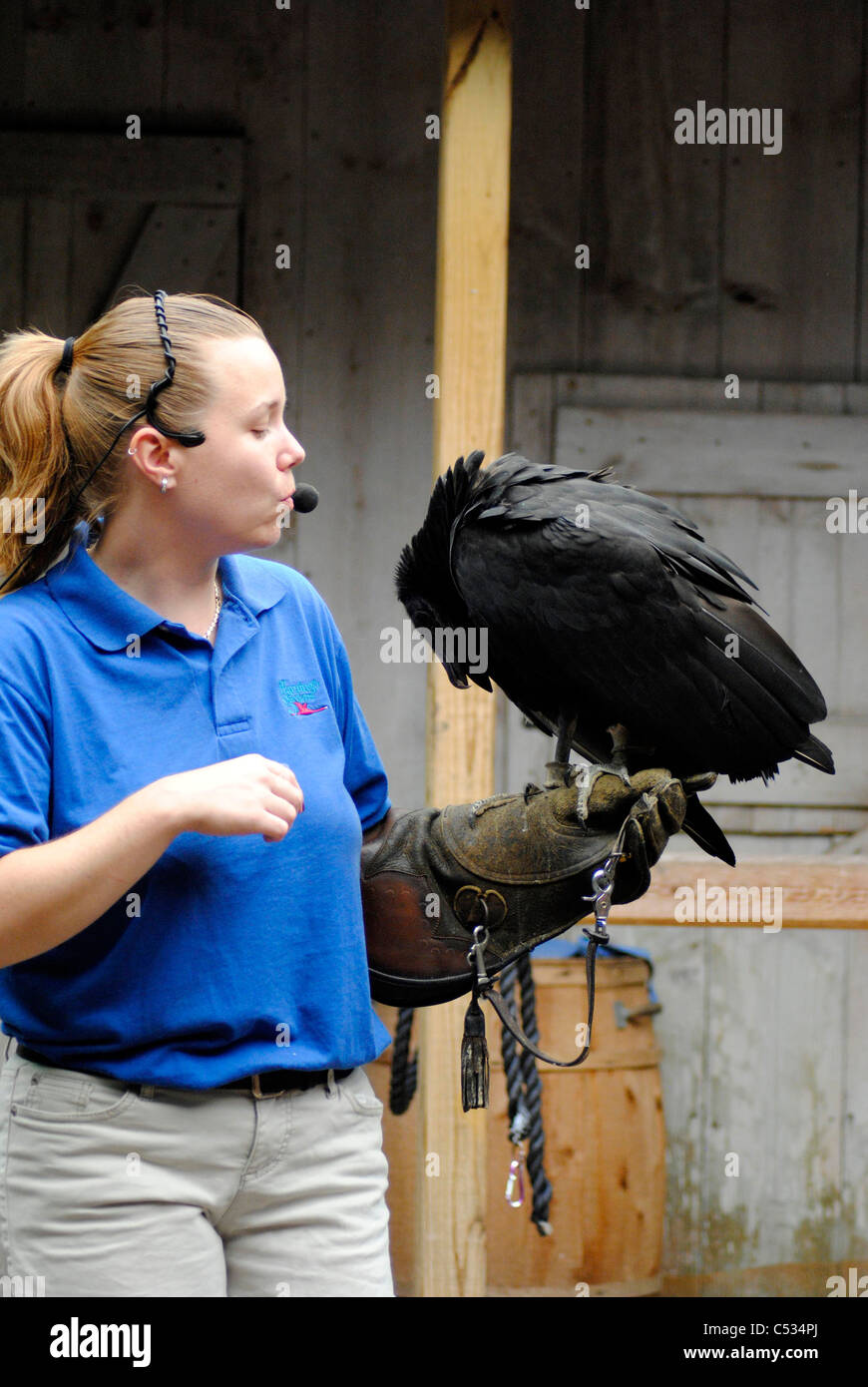 Flamingo Gardens Falconer with a Black Vulture Latin name Coragyps ...