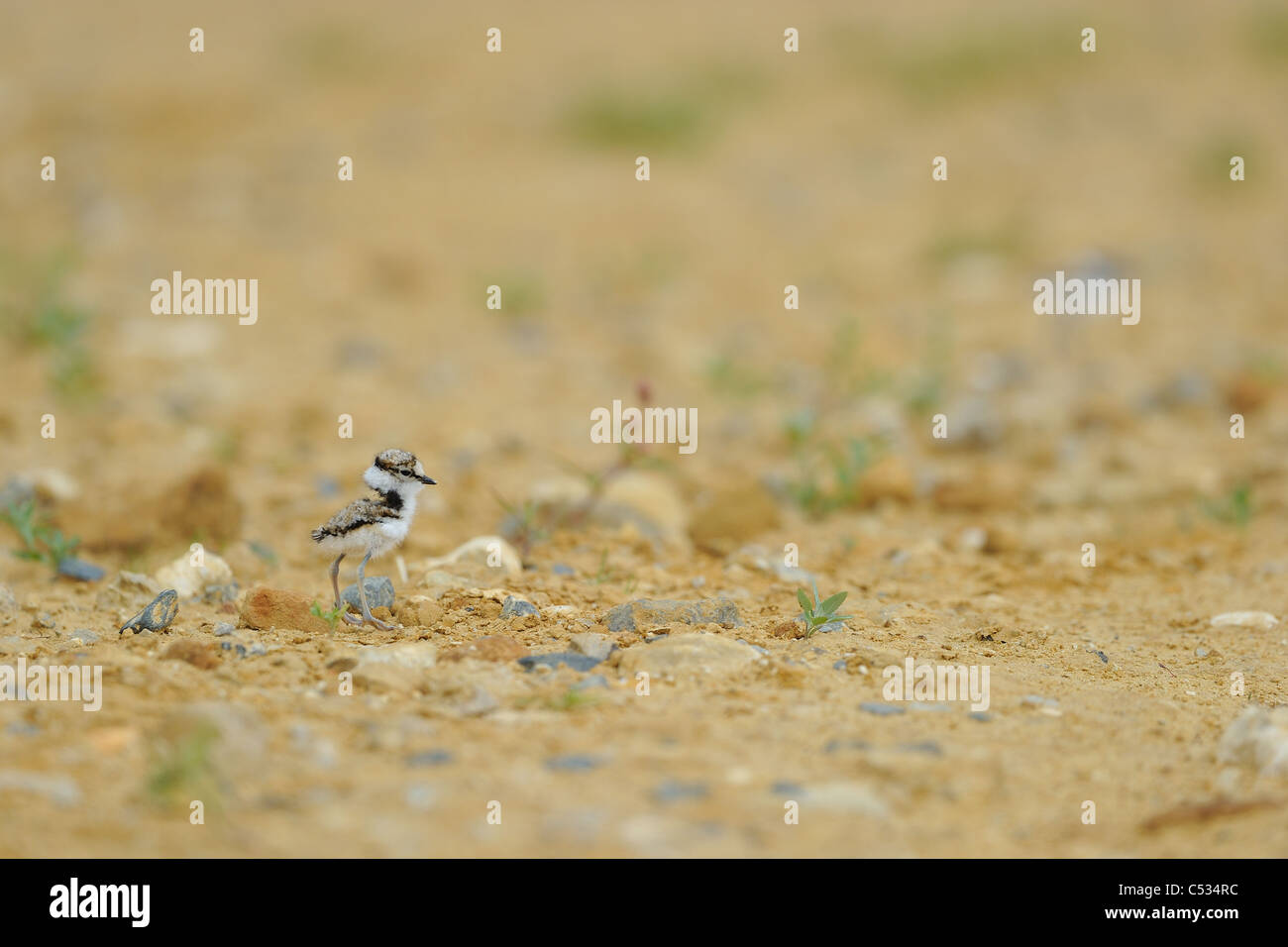 Little ringed plover (Charadrius dubius) one day old chick standing in ...