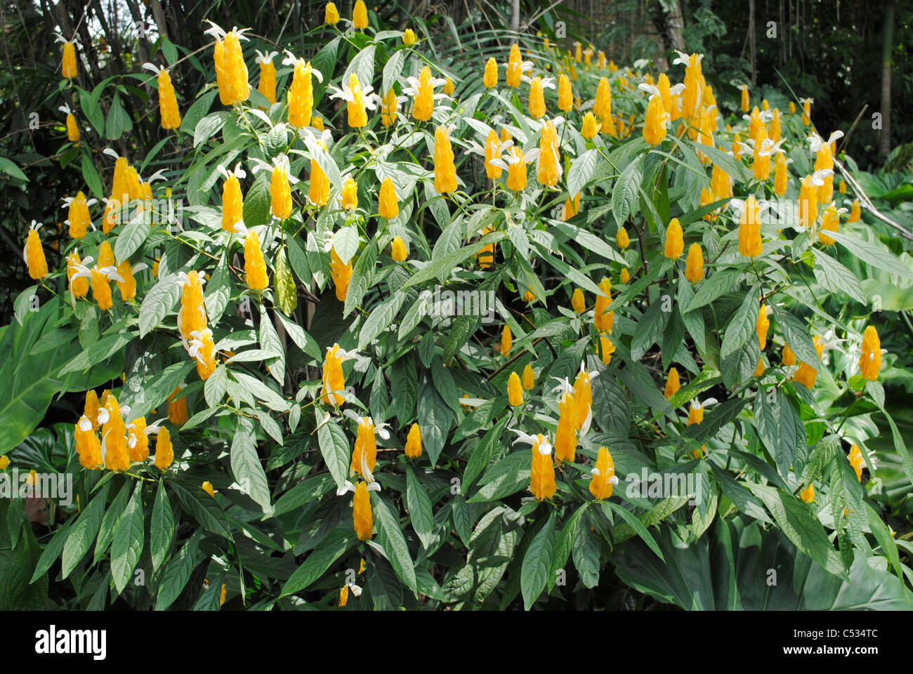 Pachystachys lutea diana hi-res stock photography and images - Alamy