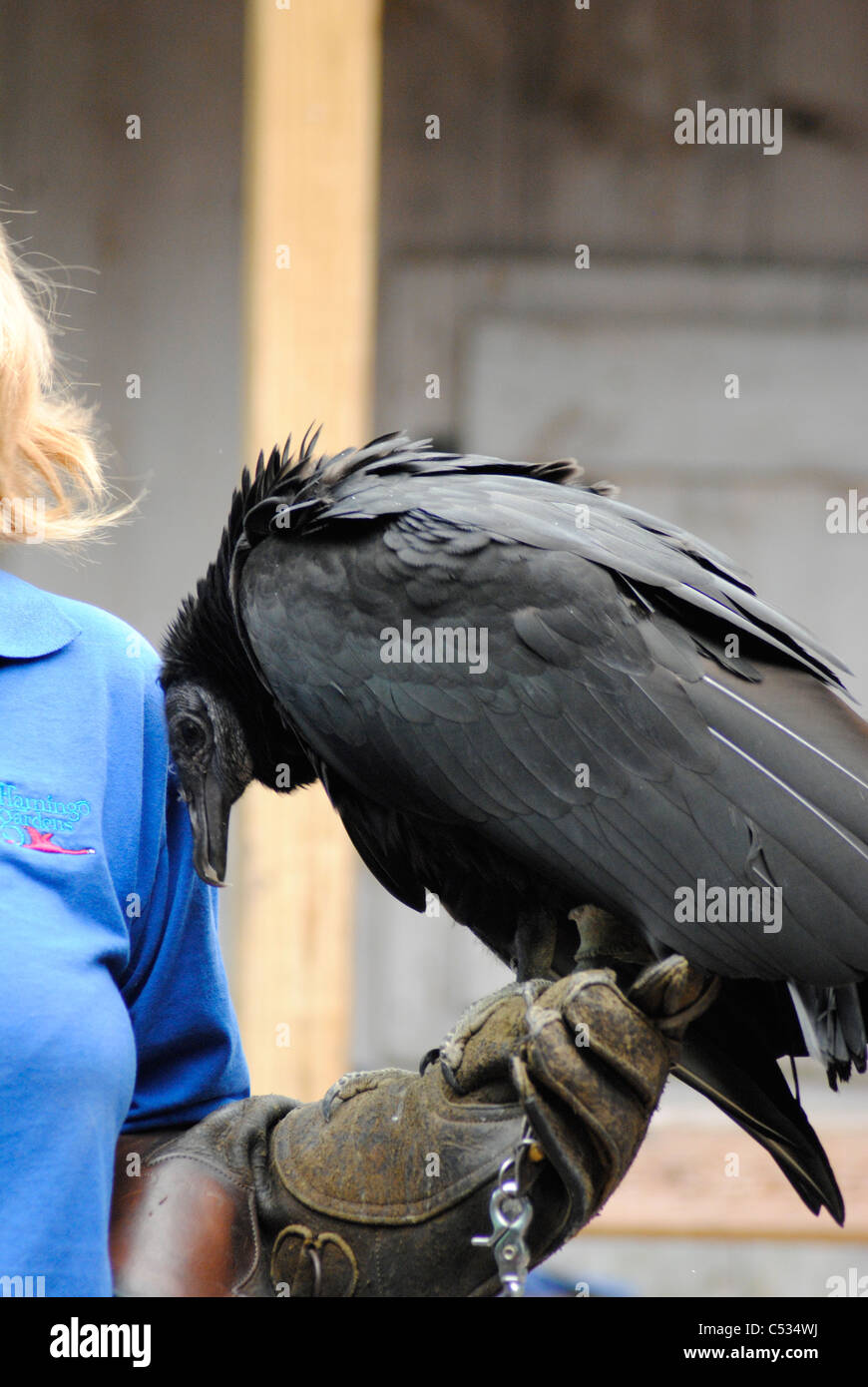 Flamingo Gardens Falconer with a Black Vulture Latin name Coragyps ...
