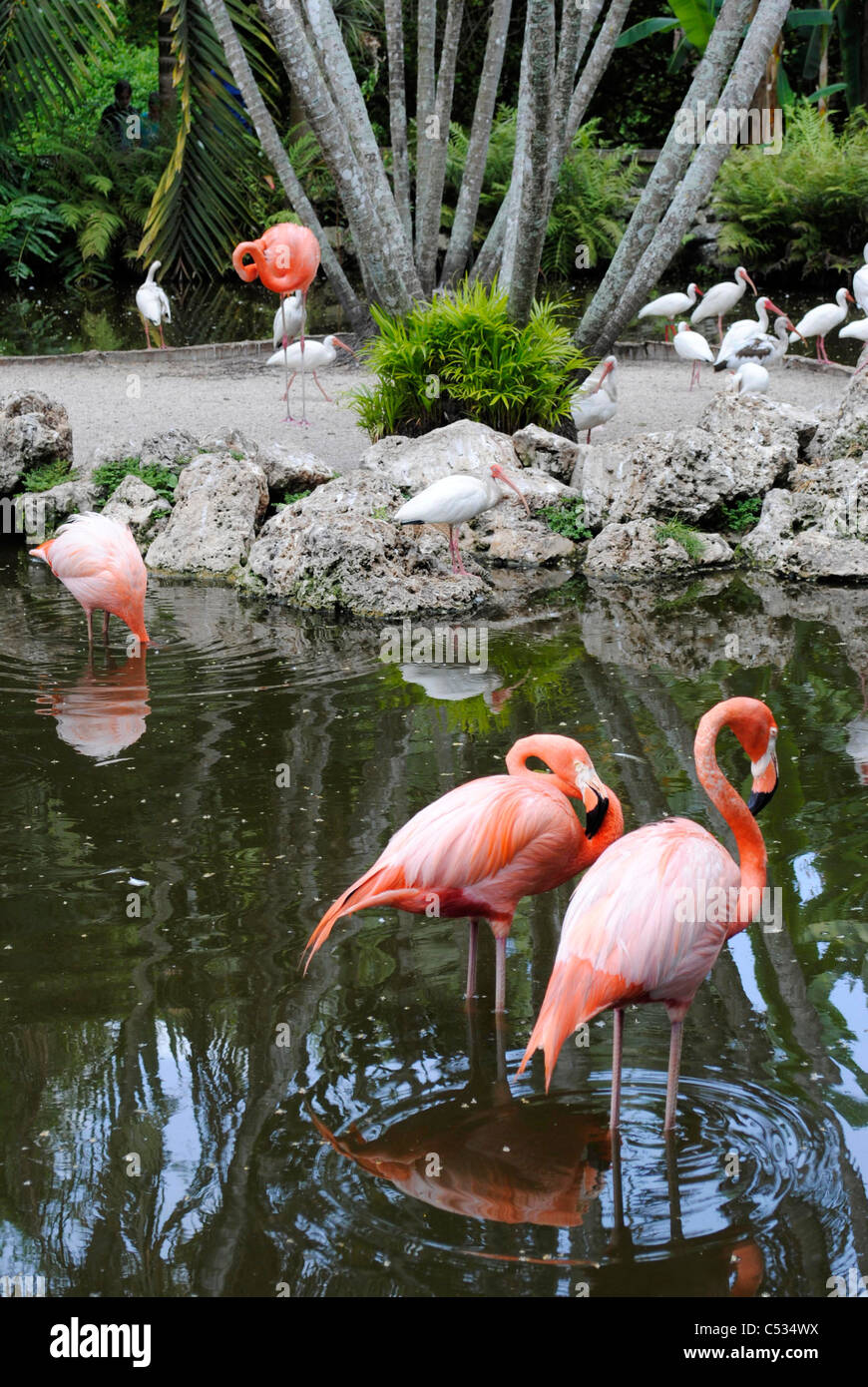 Inagua flamingos hi-res stock photography and images - Alamy