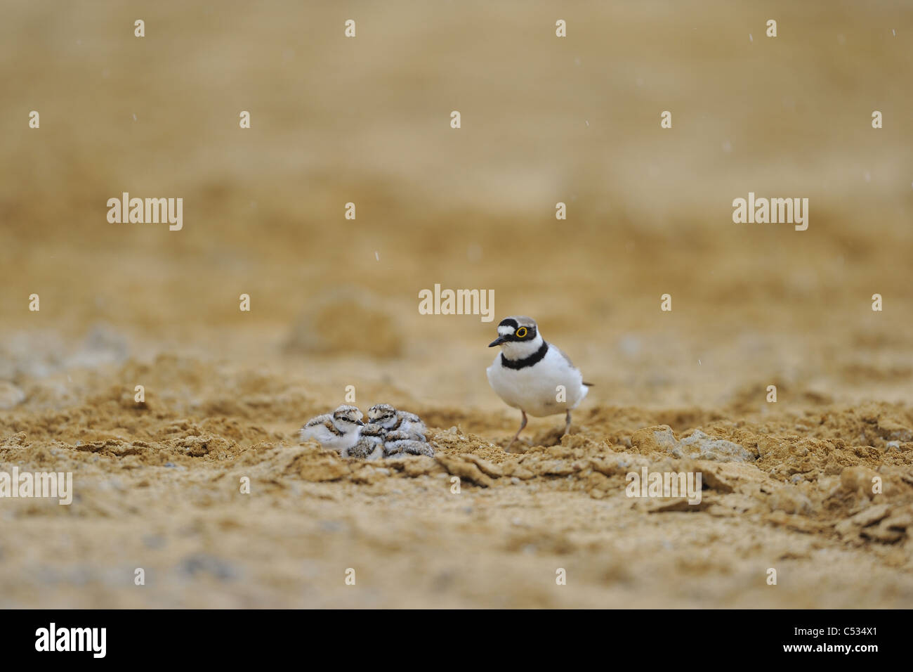 Little ringed plover (Charadrius dubius) adult standing close to its ...