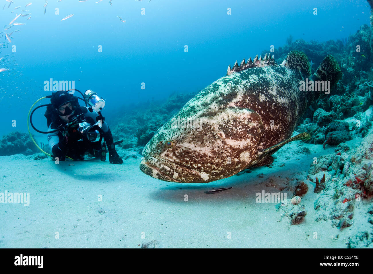 Scuba Diver and Goliath Grouper (Epinephelus itajara) in Palm Beach; FL ...