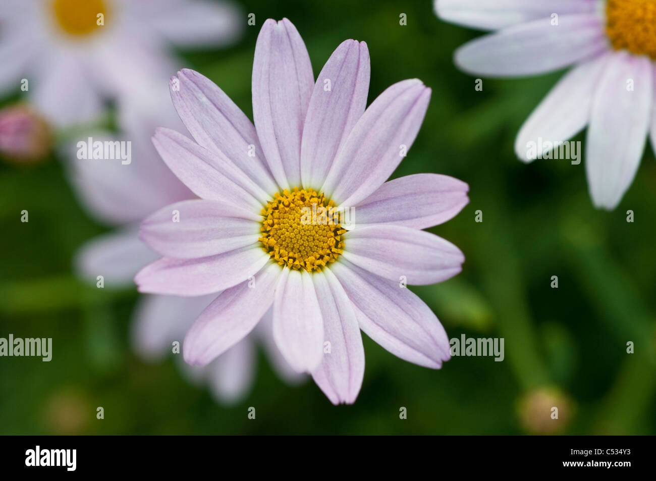 Pink daisy like flower hi-res stock photography and images - Alamy