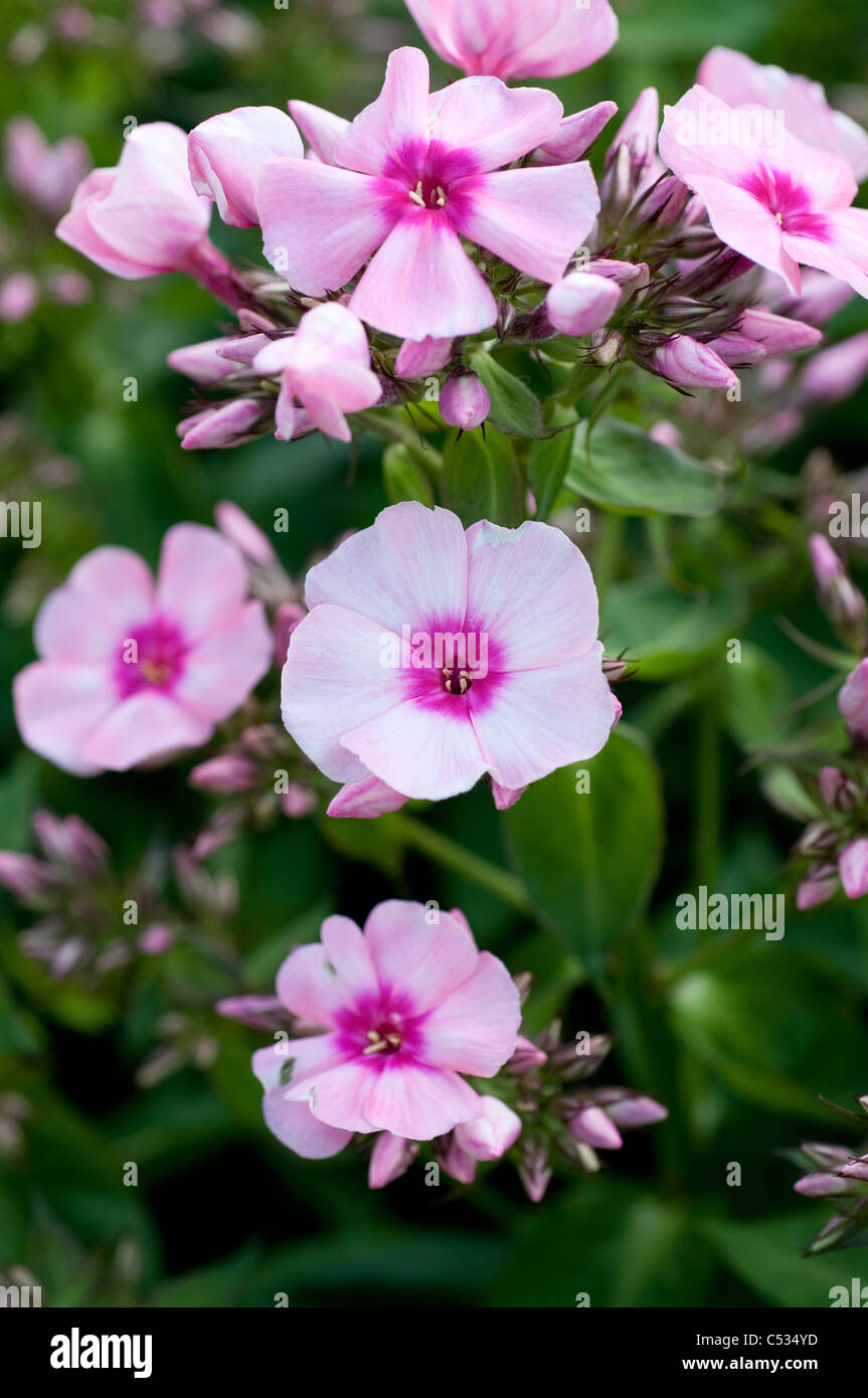Phlox Light Pink flame 'Bareleven' Stock Photo - Alamy