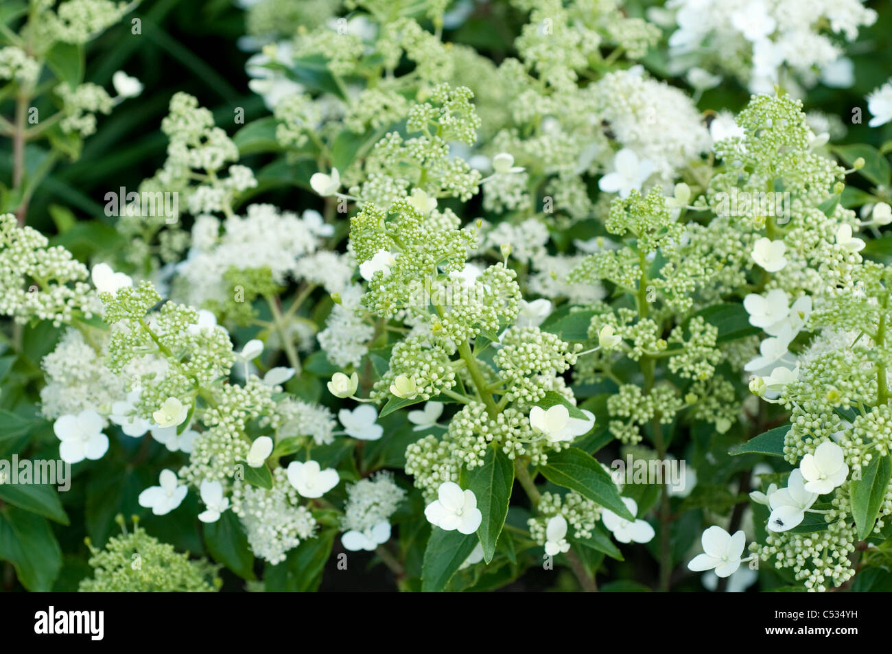 Hydrangea paniculata kyushu hi-res stock photography and images - Alamy