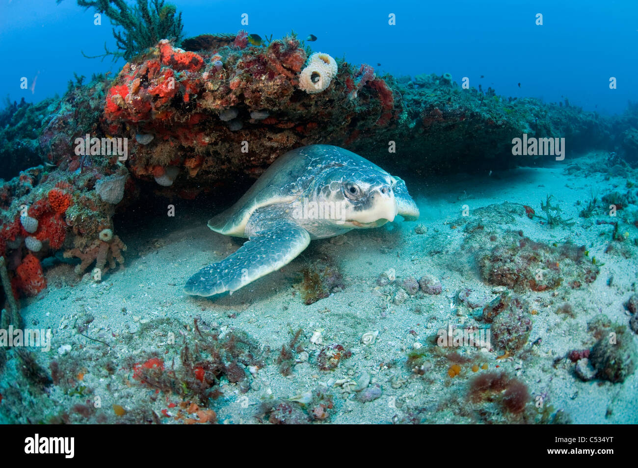 Kemps ridley sea turtle hi-res stock photography and images - Alamy