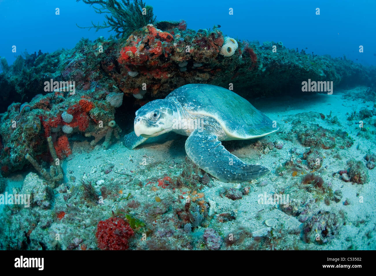 Kemp's Ridley Sea Turtle, (Lepidochelys kempii), photographed ...
