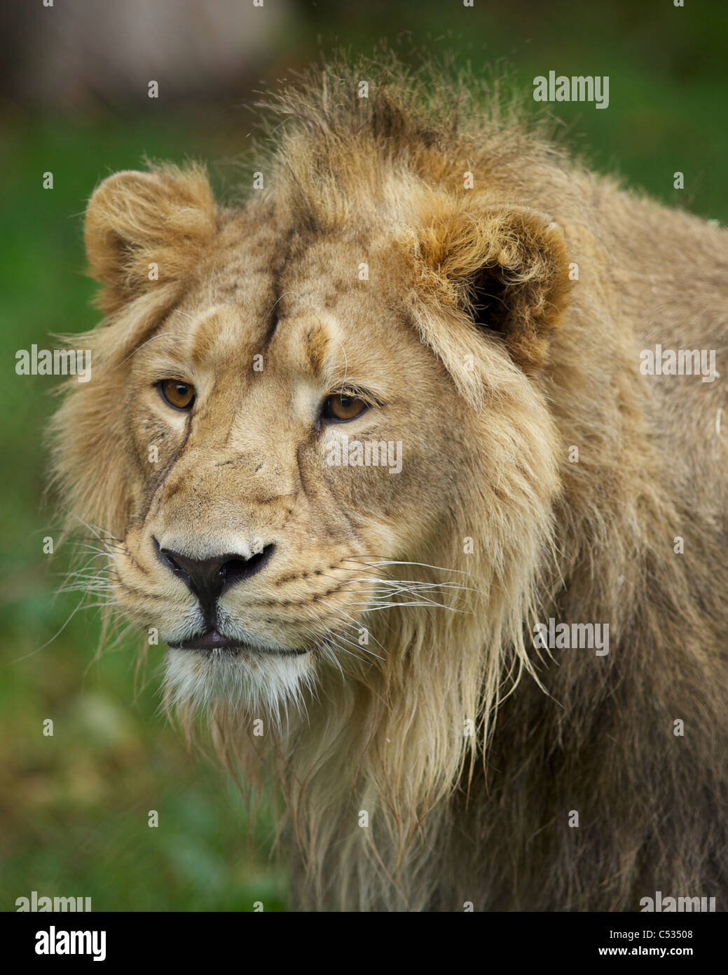 Lion animal mane hi-res stock photography and images - Alamy