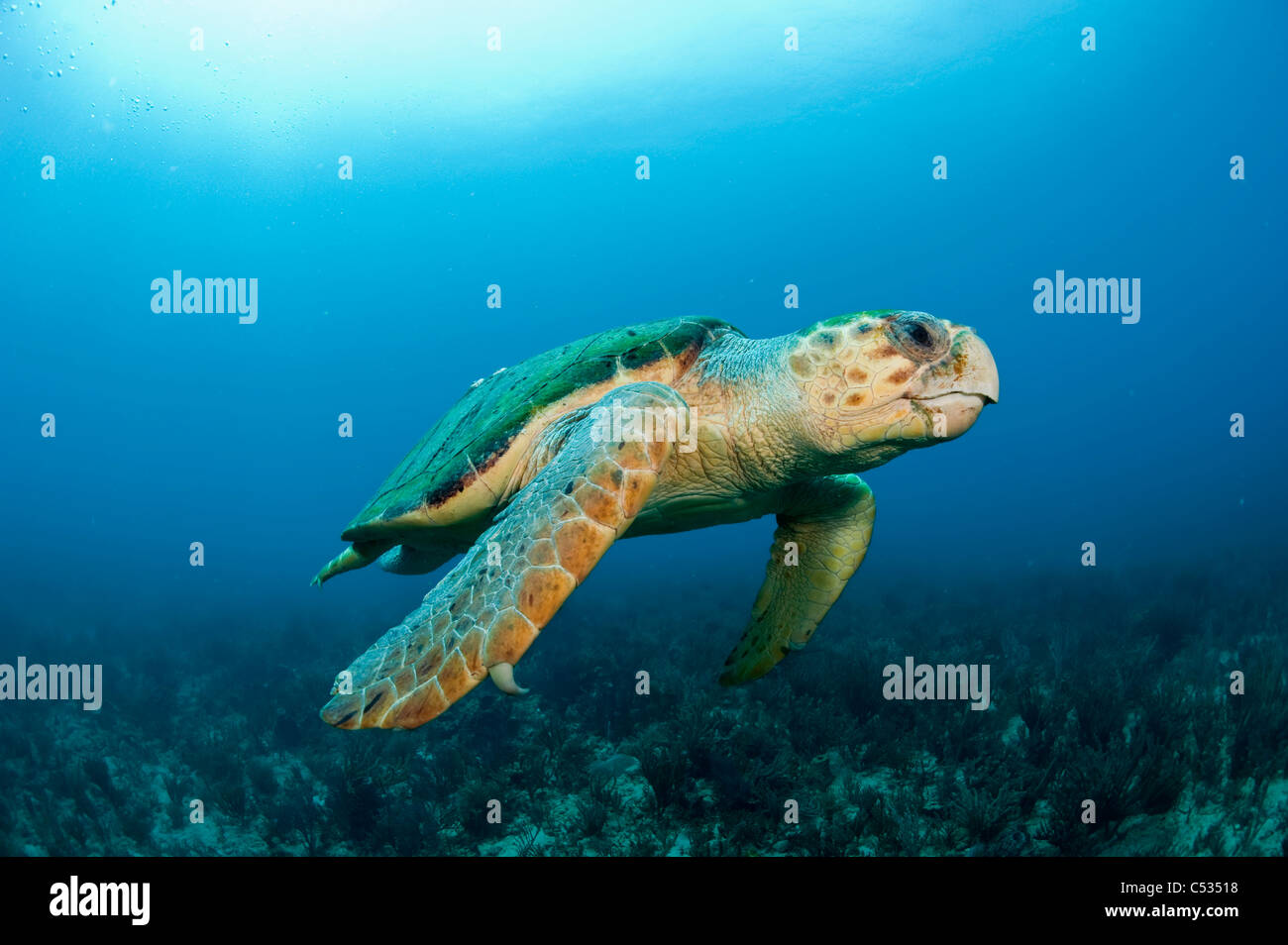 Endangered Loggerhead Sea Turtle (Caretta caretta) underwater in Palm ...