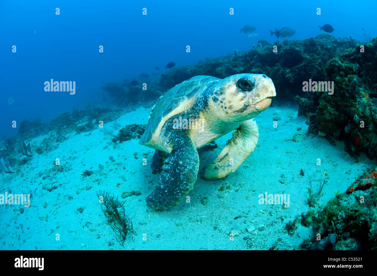 Endangered Loggerhead Sea Turtle (Caretta caretta) underwater in Palm ...