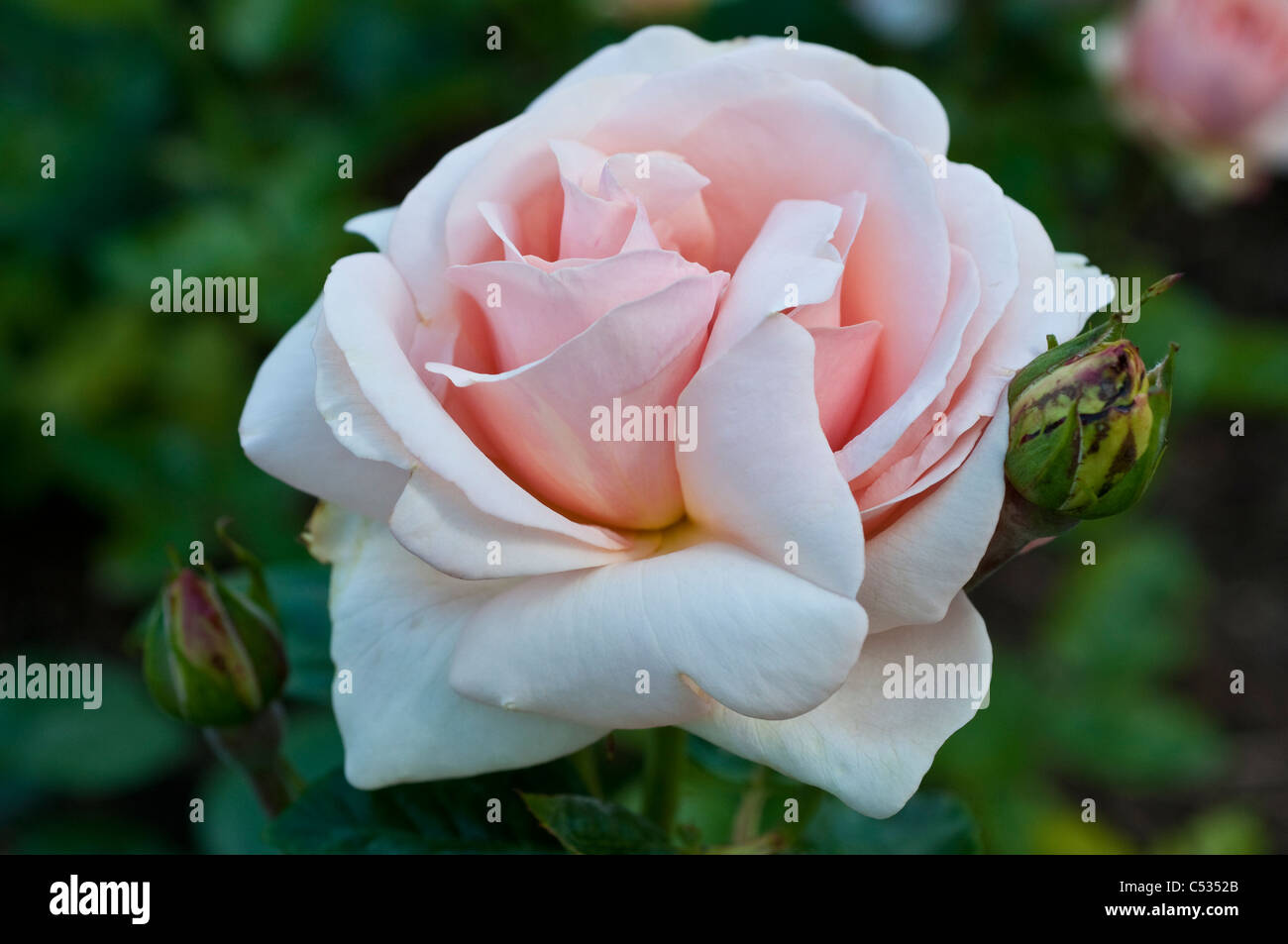 Aphrodite rose hi-res stock photography and images - Alamy