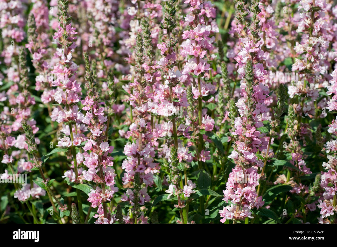 Lythrum salicaria 'Blush' - Loosestrife 'Blush' Stock Photo - Alamy