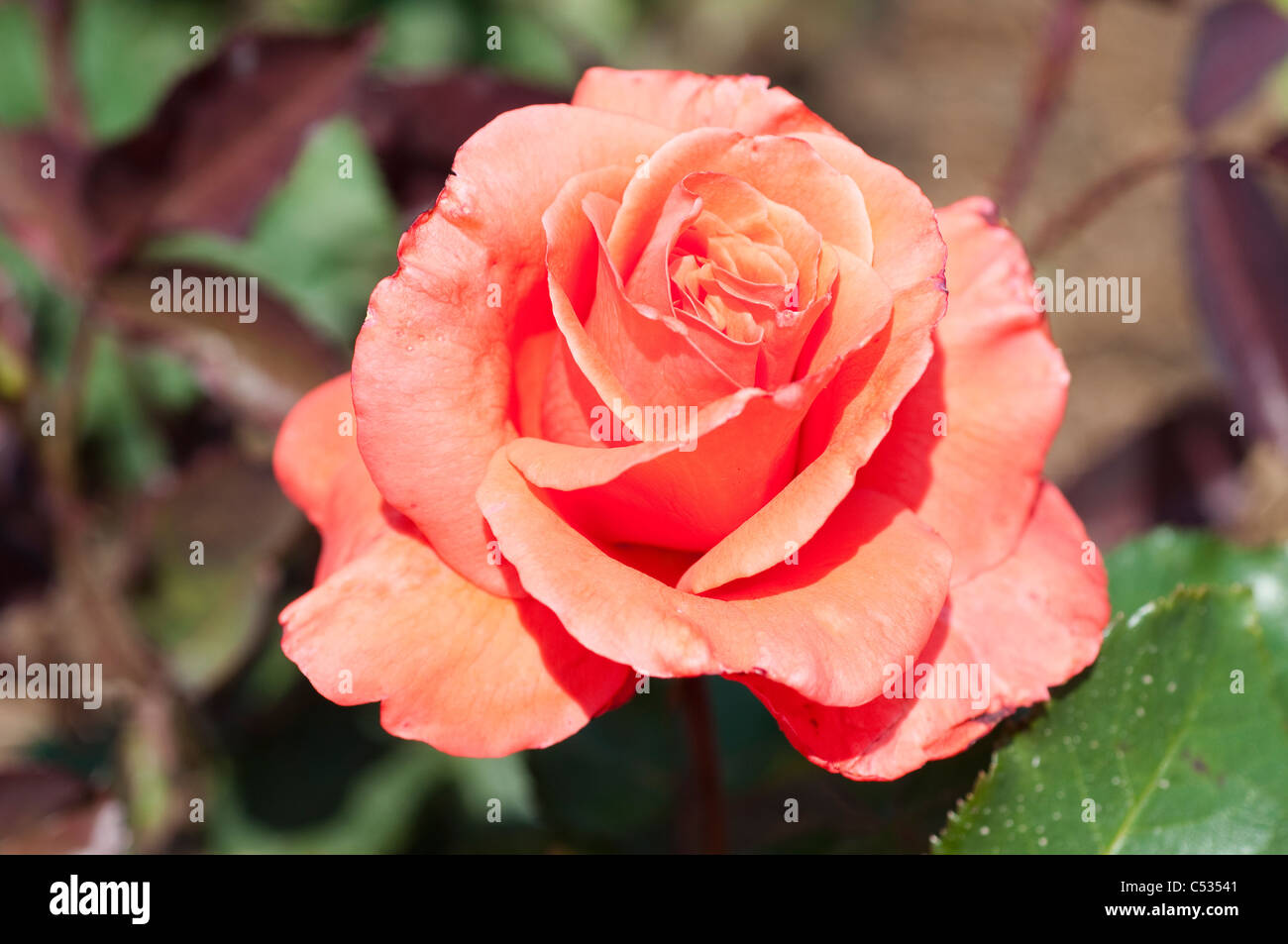 Lady rose hi-res stock photography and images - Alamy